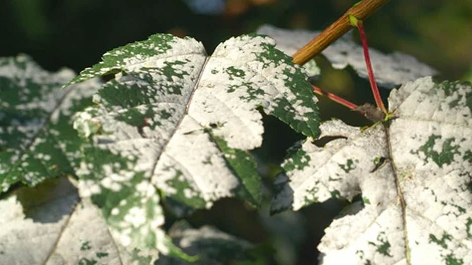 Powdery Mildew: Chemical Controls | Plant Health | Way to Grow