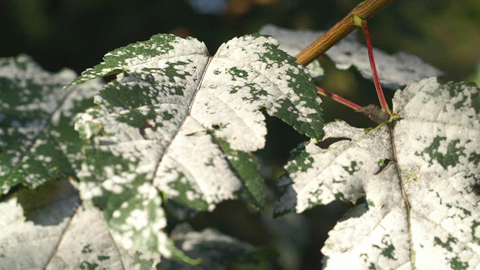 What Is Powdery Mildew? – Way to Grow