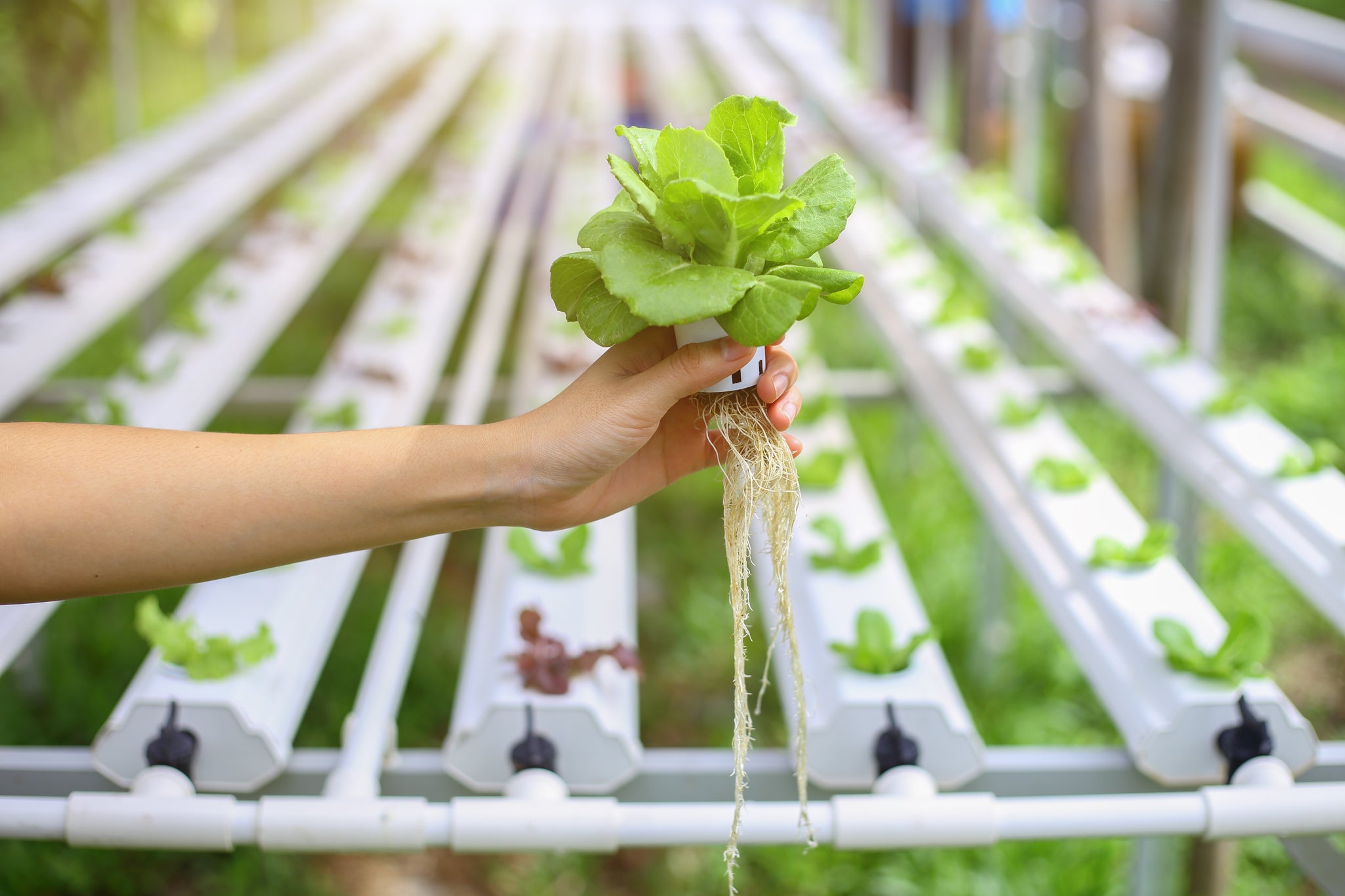 Organic Gardening and Hydroponic Supplies | Way to Grow